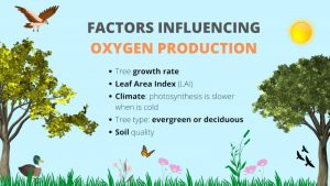 Which Trees Produce The Most Oxygen? - How & Why