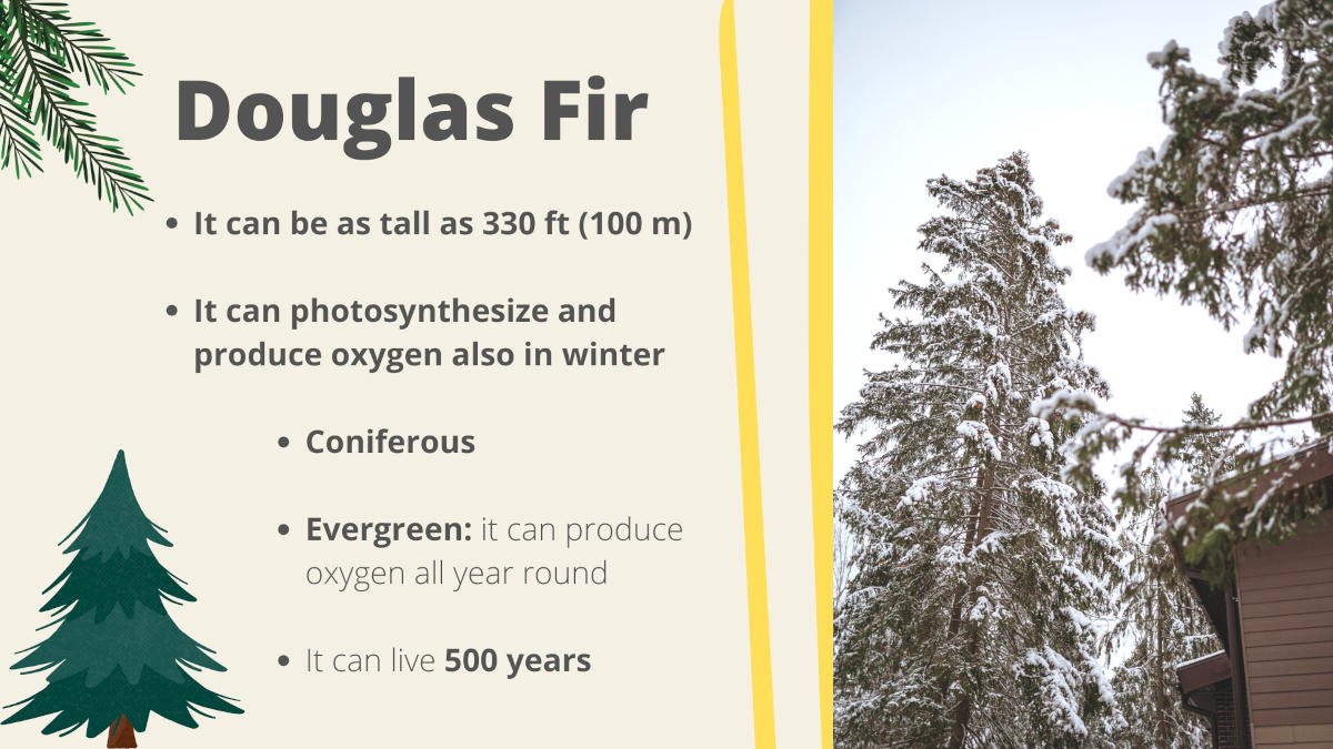Which Trees Produce The Most Oxygen? - How & Why