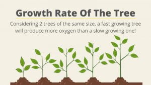 Which Trees Produce The Most Oxygen? - How & Why