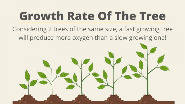 Which Trees Produce The Most Oxygen? - How & Why