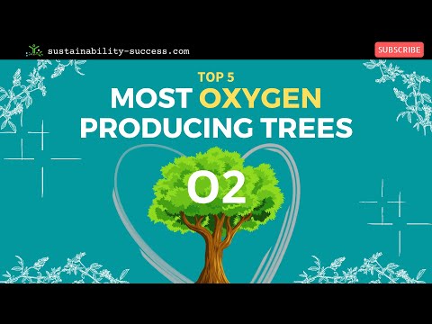 Which Trees Produce The Most Oxygen? - How & Why - Sustainability Success